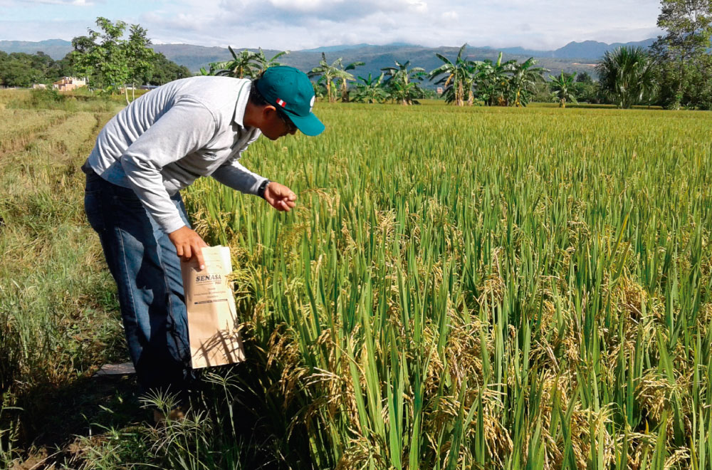 Producción de arroz en Venezuela se duplicó desde 2021 y alcanza las ...