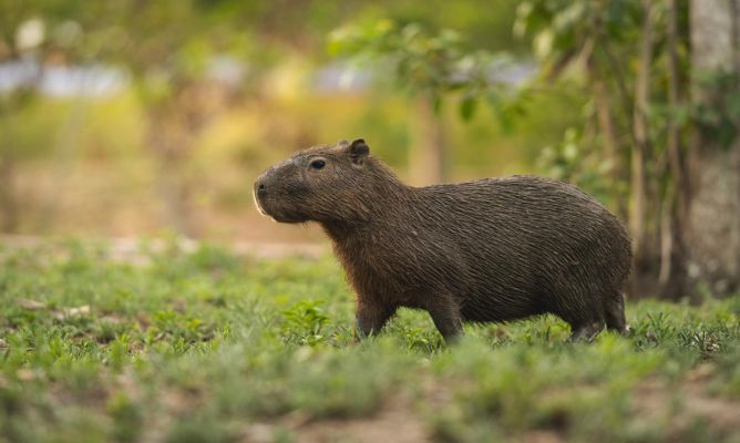 Chigüire o capibara: las curiosidades sobre este roedor gigante ...